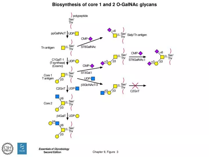 PPT - Biosynthesis of core 1 and 2 O-GalNAc glycans PowerPoint ...