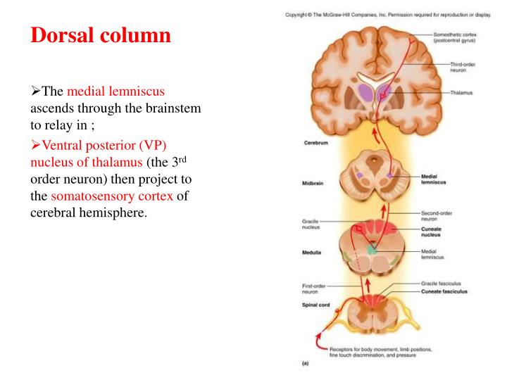 PPT - Ascending tracts PowerPoint Presentation - ID:3085477
