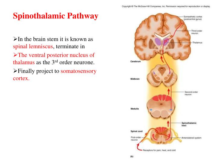 PPT - Ascending tracts PowerPoint Presentation - ID:3085477
