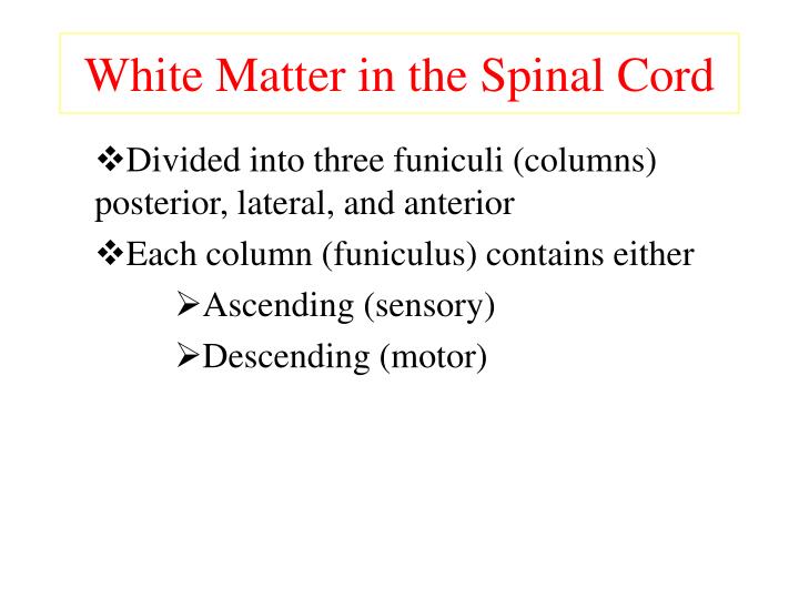 PPT - Ascending tracts PowerPoint Presentation - ID:3085477
