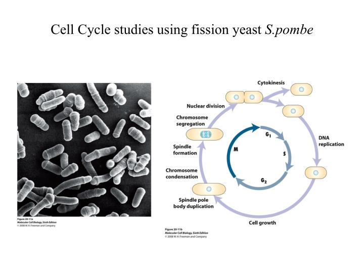 PPT - Fluorescence Micrographs of Chromatin, Keratin, and Microtubules ...