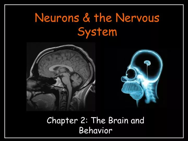 PPT - Neurons & the Nervous System PowerPoint Presentation, free ...