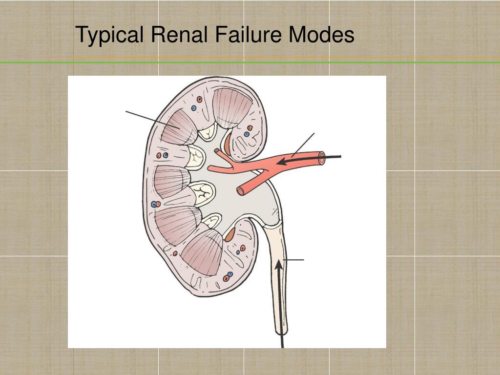 PPT - Chapter 26 Acute Renal Failure and Chronic Kidney Disease ...