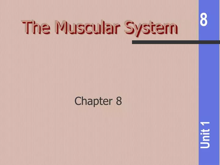 PPT - The Muscular System PowerPoint Presentation, free download - ID ...