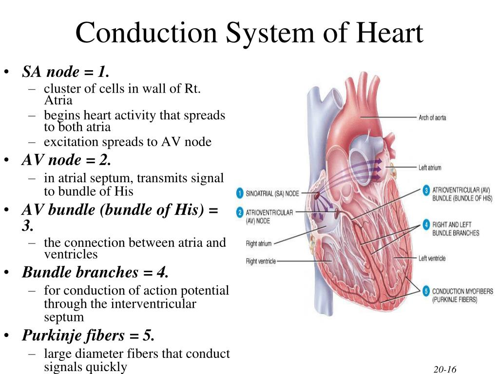 Ppt The Cardiovascular System The Heart Powerpoint Presentation