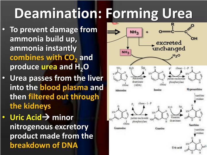 PPT - Structure of The Kidney PowerPoint Presentation - ID:3086586