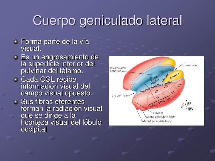 PPT - Tálamo y sus conexiones PowerPoint Presentation - ID:3086609