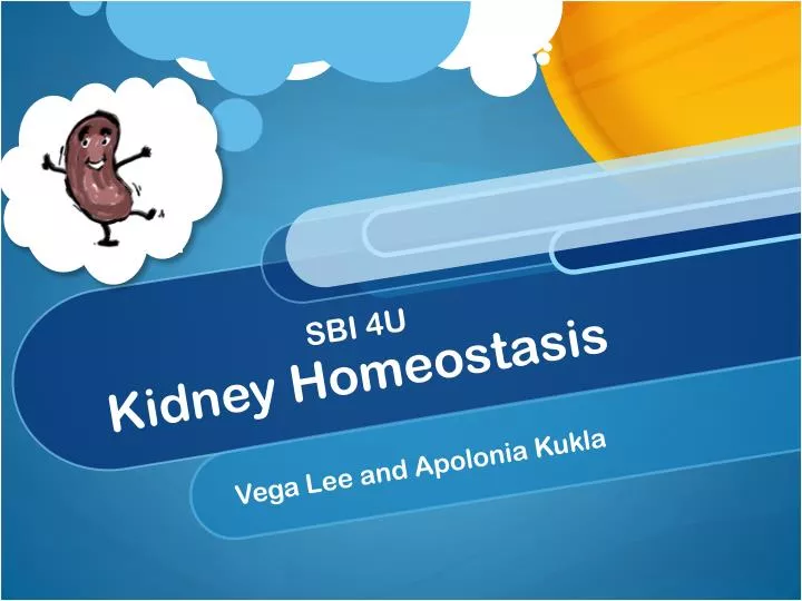 PPT - Kidney Homeostasis PowerPoint Presentation, free download - ID ...