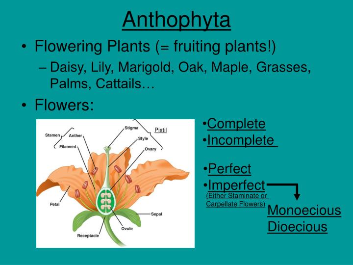 PPT - Kingdom Plantae PowerPoint Presentation - ID:3086864