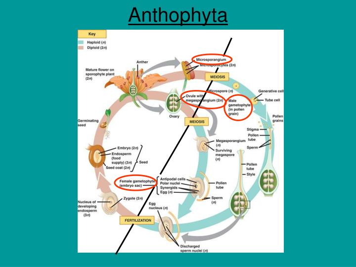 PPT - Kingdom Plantae PowerPoint Presentation - ID:3086864