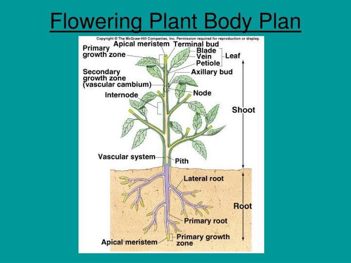 PPT - Kingdom Plantae PowerPoint Presentation - ID:3086864