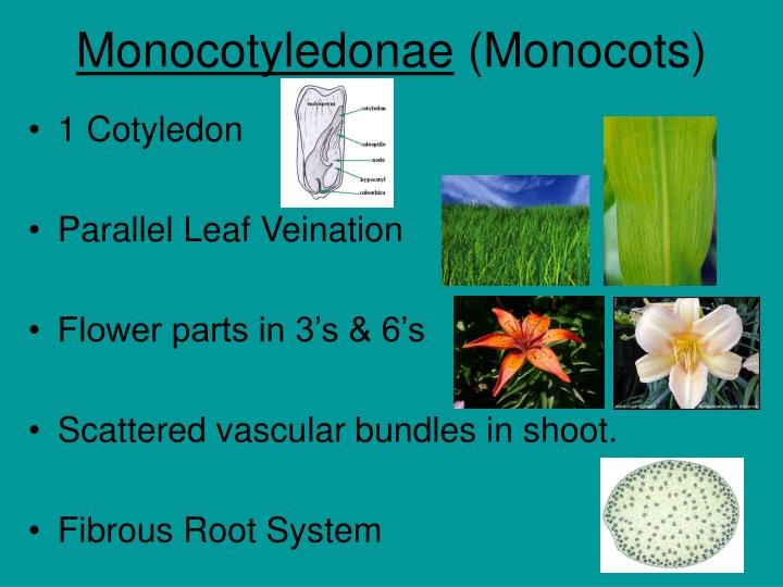 PPT - Kingdom Plantae PowerPoint Presentation - ID:3086864