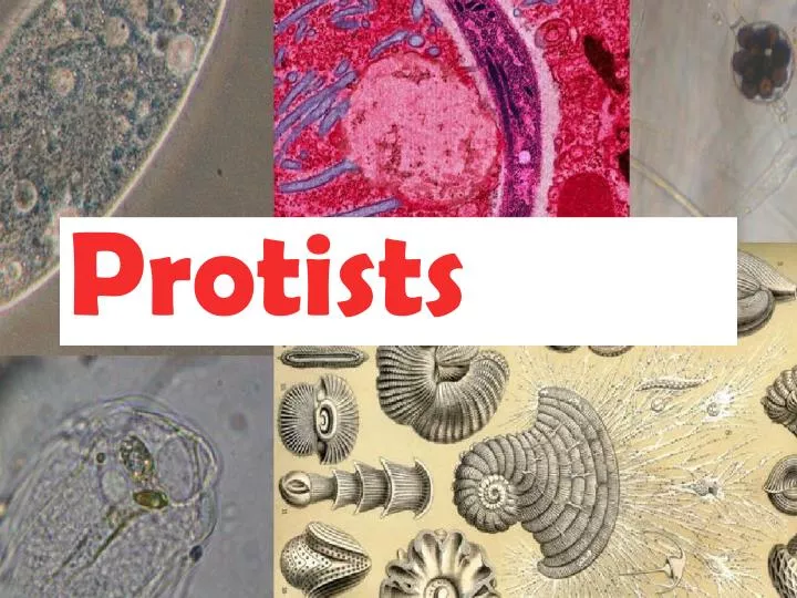 PPT - Protists PowerPoint Presentation, free download - ID:3086875