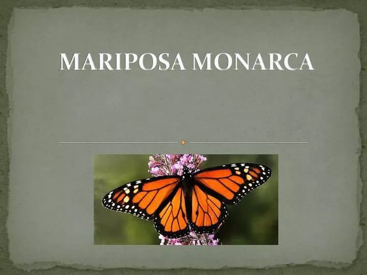 PPT - MARIPOSA MONARCA PowerPoint Presentation, free download - ID:3087264