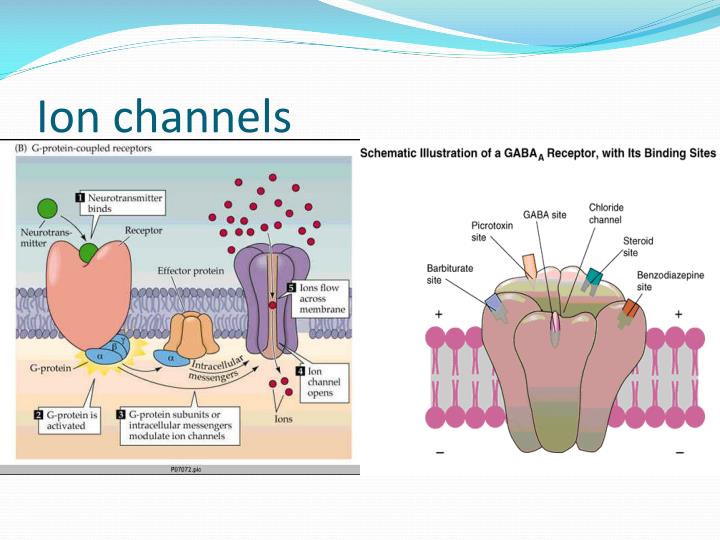 PPT - Pharmacodynamics PowerPoint Presentation - ID:3088110