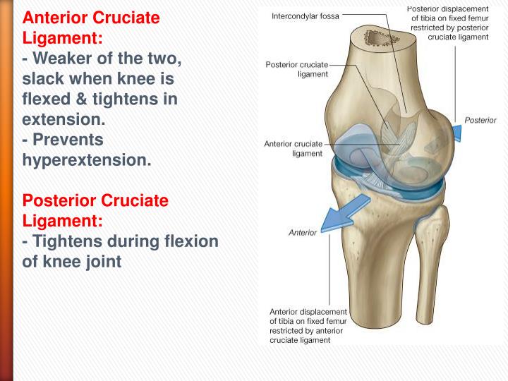 PPT - Knee joint and Muscles of Leg PowerPoint Presentation - ID:3088891