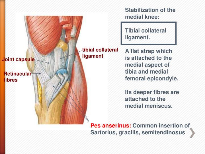 PPT - Knee joint and Muscles of Leg PowerPoint Presentation - ID:3088891