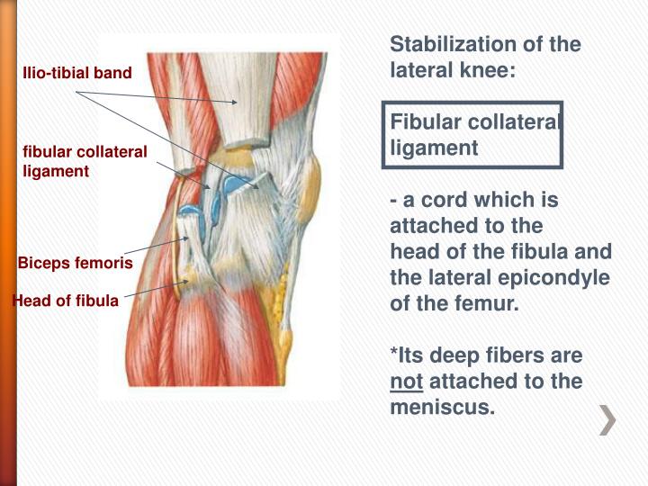 PPT - Knee joint and Muscles of Leg PowerPoint Presentation - ID:3088891