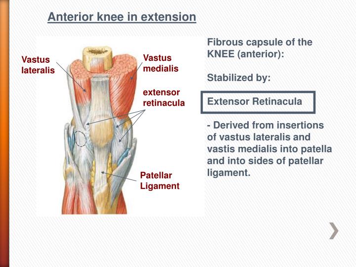 PPT - Knee joint and Muscles of Leg PowerPoint Presentation - ID:3088891