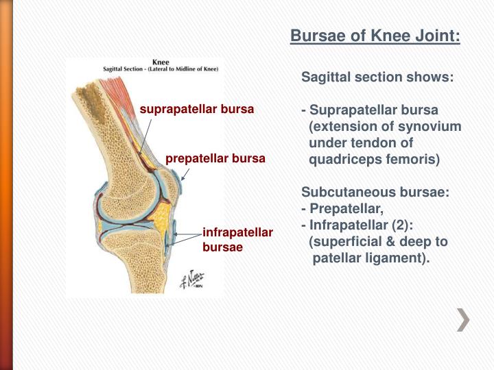 PPT - Knee joint and Muscles of Leg PowerPoint Presentation - ID:3088891