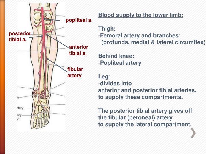 PPT - Knee joint and Muscles of Leg PowerPoint Presentation - ID:3088891