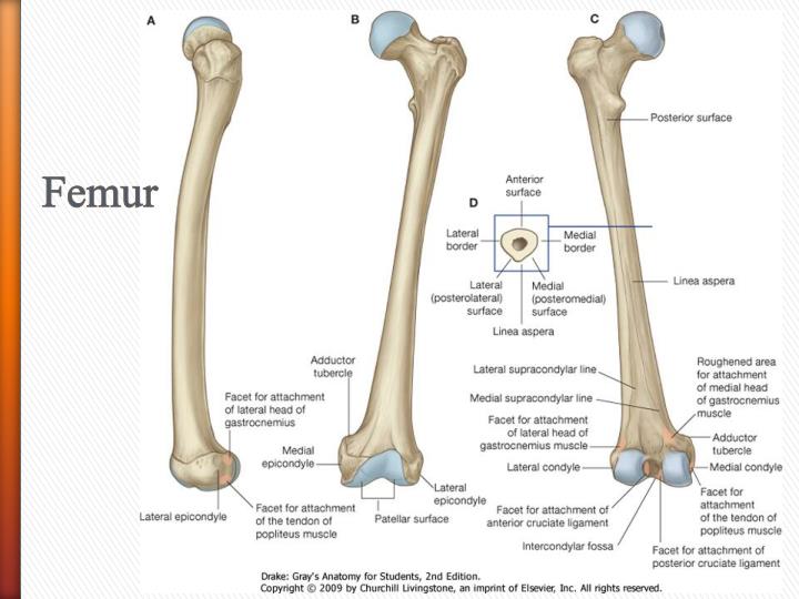 PPT - Knee joint and Muscles of Leg PowerPoint Presentation - ID:3088891