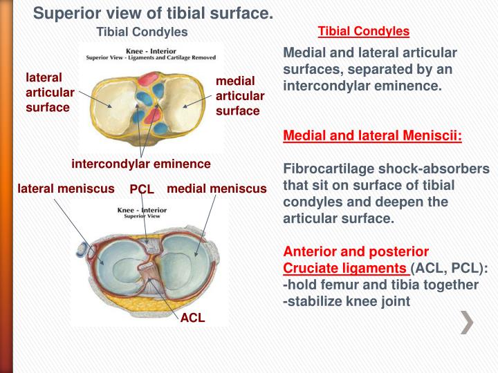 PPT - Knee joint and Muscles of Leg PowerPoint Presentation - ID:3088891