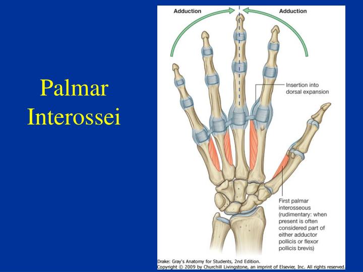 PPT - Short Muscles of the Hand PowerPoint Presentation - ID:3088901
