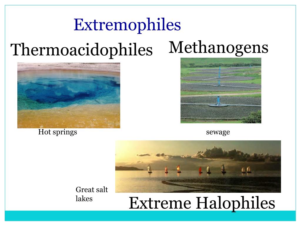 PPT - The Fundamentals of Biology, The Marine Microbial World ...