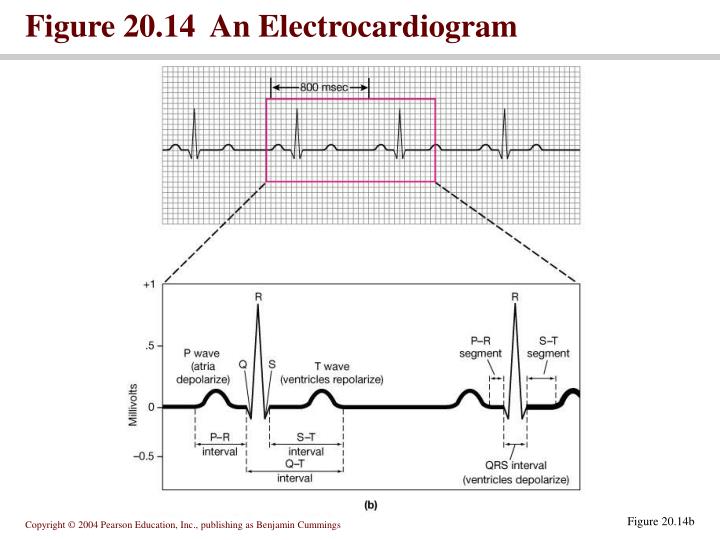 PPT - Figure 20.1 An Overview of the Cardiovascular System PowerPoint ...