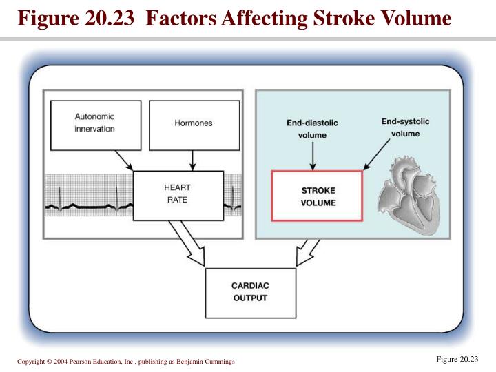 PPT - Figure 20.1 An Overview of the Cardiovascular System PowerPoint ...
