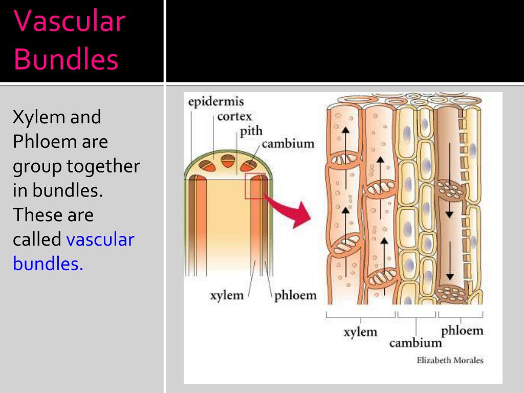 PPT - Water Transport in Plants PowerPoint Presentation, free download ...