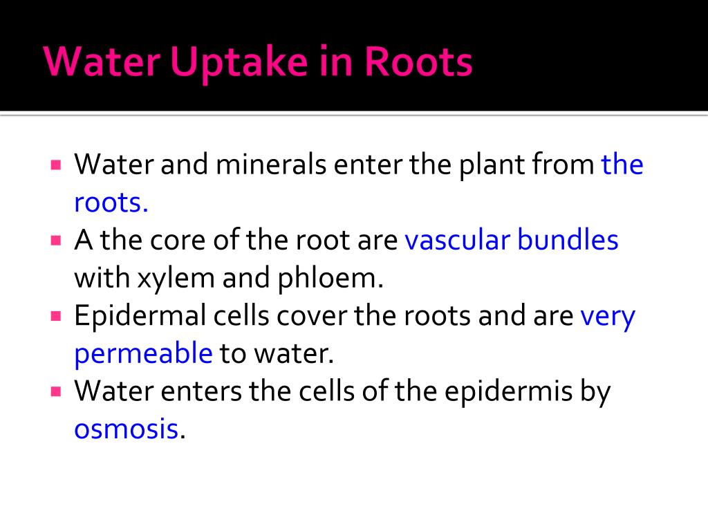 PPT - Water Transport in Plants PowerPoint Presentation, free download ...