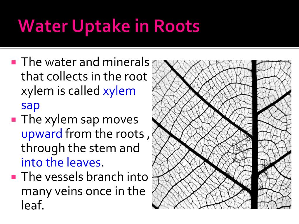 PPT - Water Transport in Plants PowerPoint Presentation, free download ...