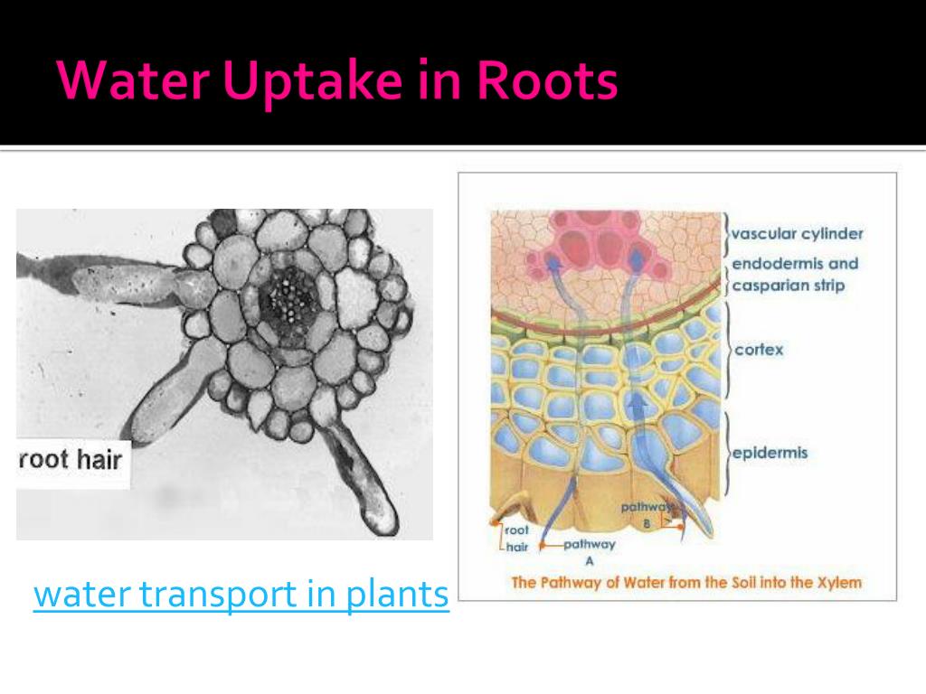 PPT - Water Transport in Plants PowerPoint Presentation, free download ...