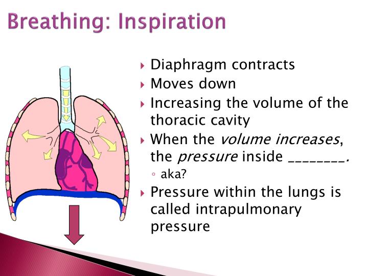 PPT - Chest Tubes PowerPoint Presentation - ID:3090007