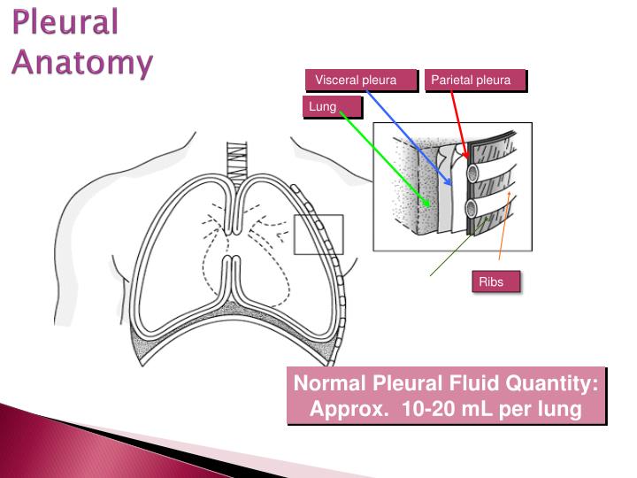 PPT - Chest Tubes PowerPoint Presentation - ID:3090007