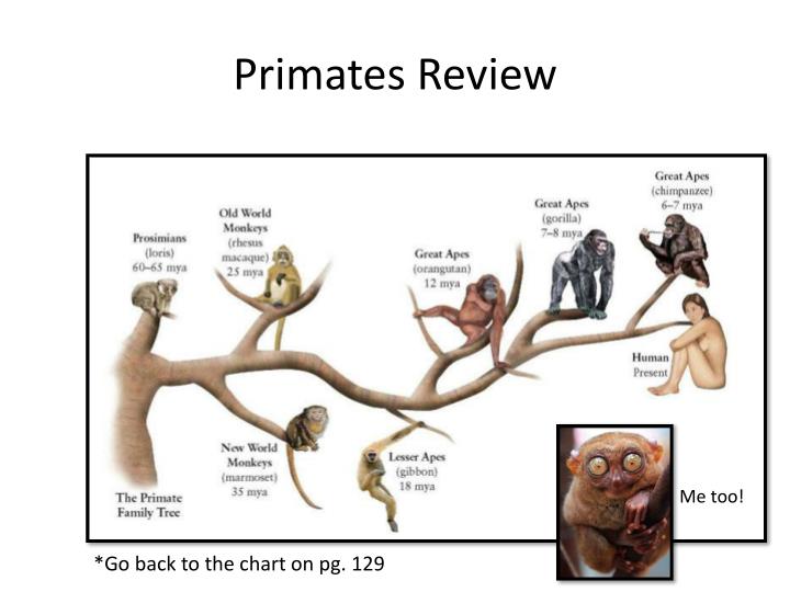 PPT - The Aquatic Ape Theory PowerPoint Presentation - ID:3090574