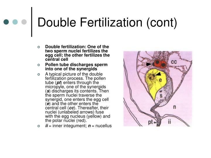 PPT - BASIC PLANT GENETICS PowerPoint Presentation - ID:3090581