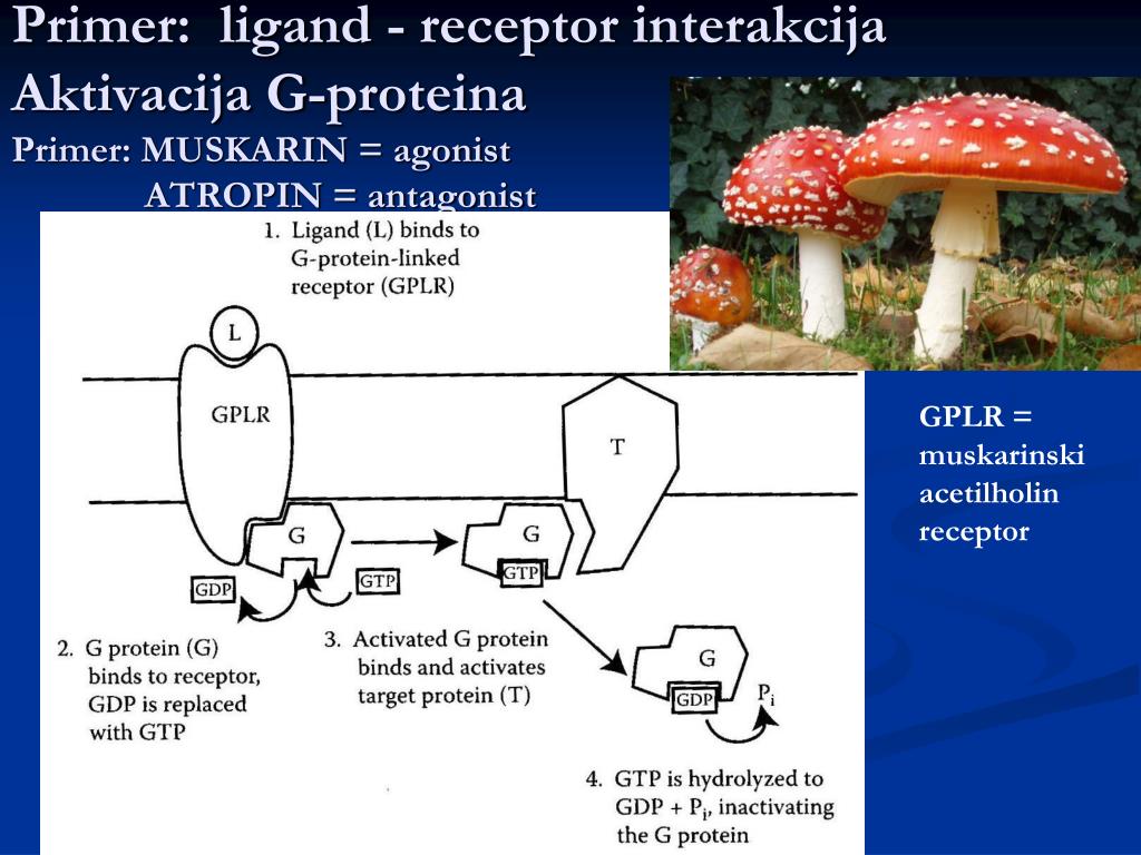 PPT - Mehanizmi toksičnosti PowerPoint Presentation, free download - ID ...