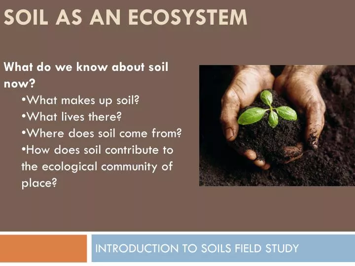 PPT - SOIL AS AN ECOSYSTEM PowerPoint Presentation, free download - ID ...