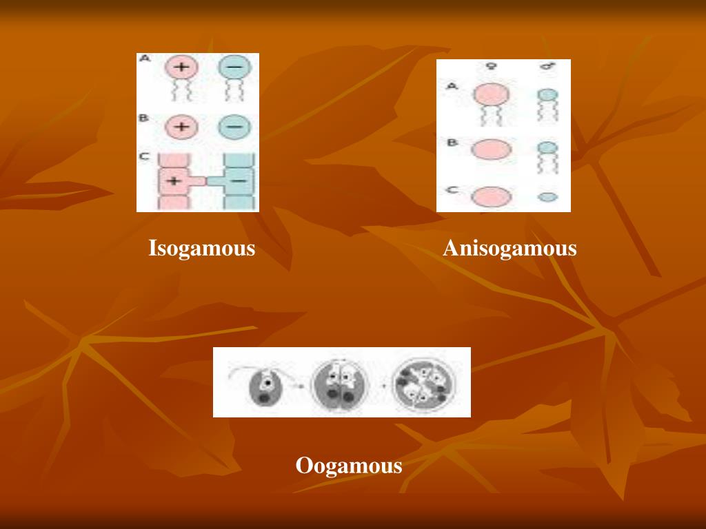 PPT - Prepared by : Km. Monika Balmiki KV GANGTOK PowerPoint ...