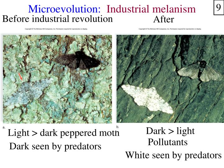 PPT - Process of Evolution PowerPoint Presentation - ID:3092524