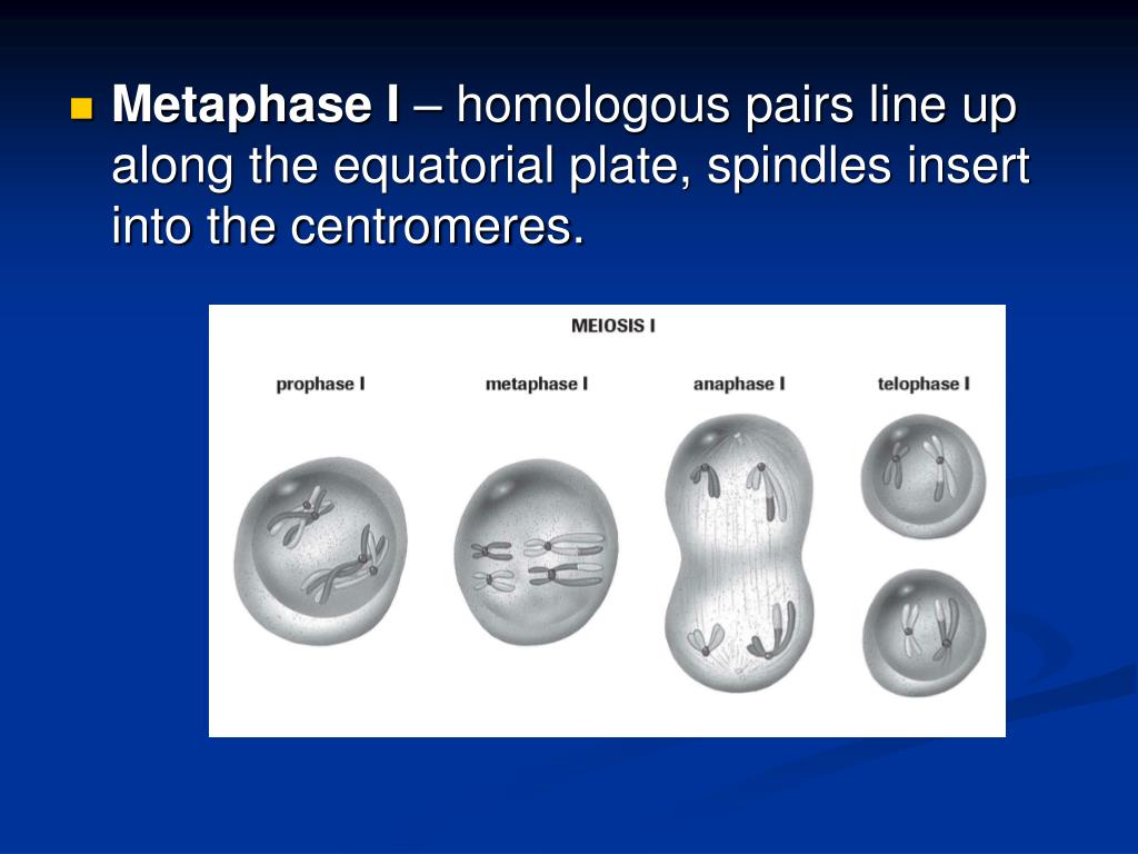 PPT - Cell Division Mitosis and Meiosis PowerPoint Presentation, free ...