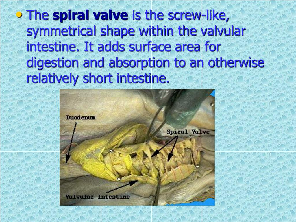PPT - Dogfish Shark ( Squalus acanthius ) Dissection: Anatomy and ...
