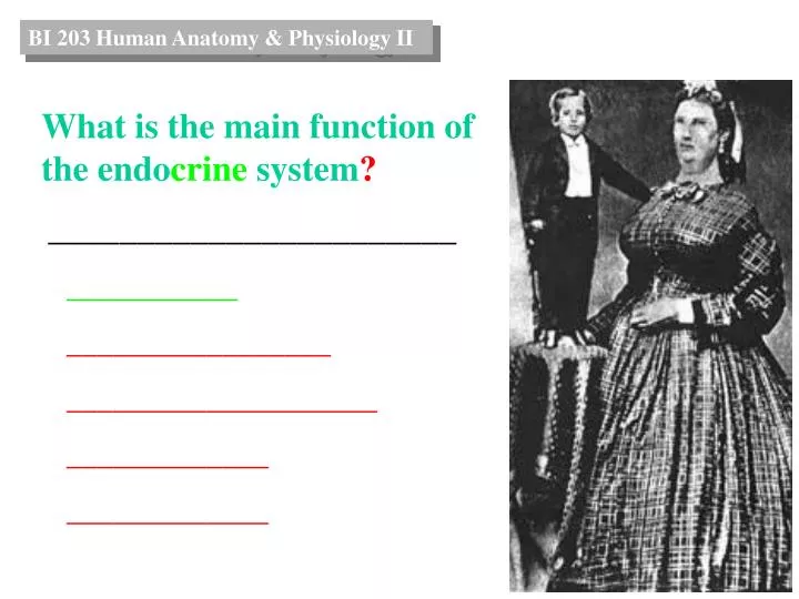 PPT - What is the main function of the endo crine system ? PowerPoint ...
