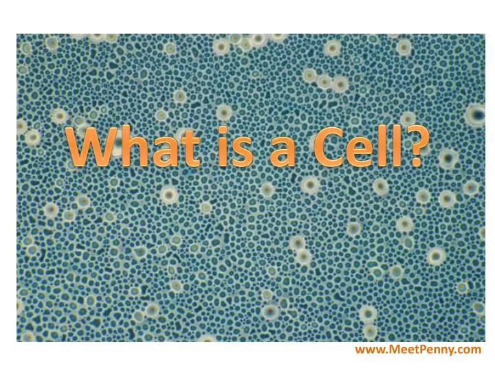 PPT - What is a Cell? PowerPoint Presentation, free download - ID:3093301