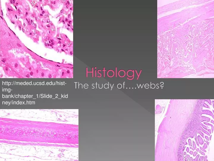 PPT - Histology PowerPoint Presentation, free download - ID:3093480