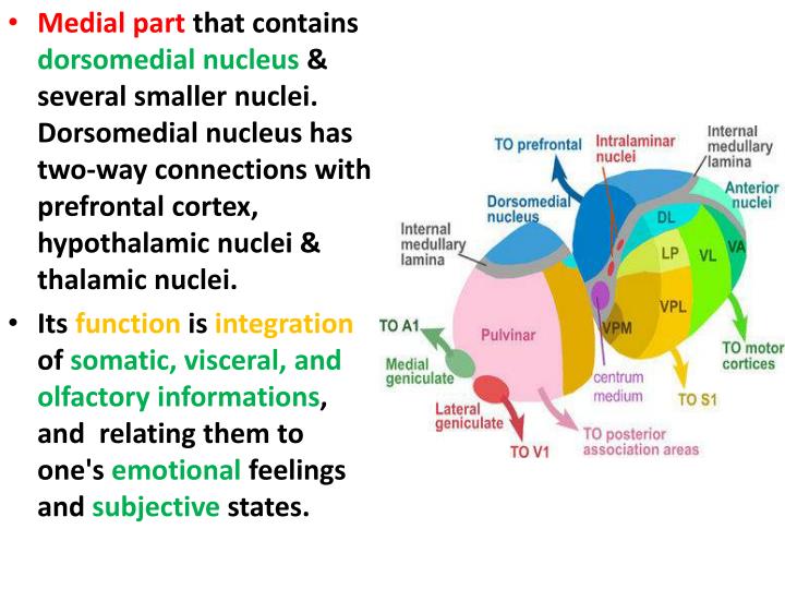 PPT - Thalamus, Hypothalamus,Epithalamus PowerPoint Presentation - ID ...
