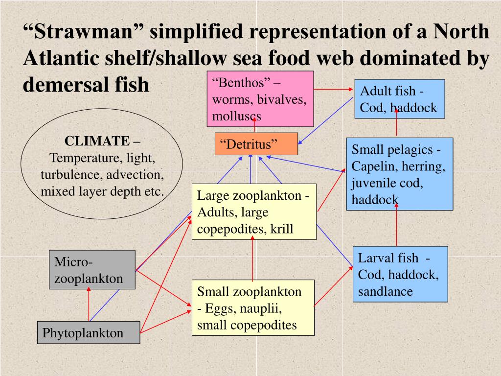 PPT - Examining North Atlantic Ocean Basin Food Web Dynamics and ...
